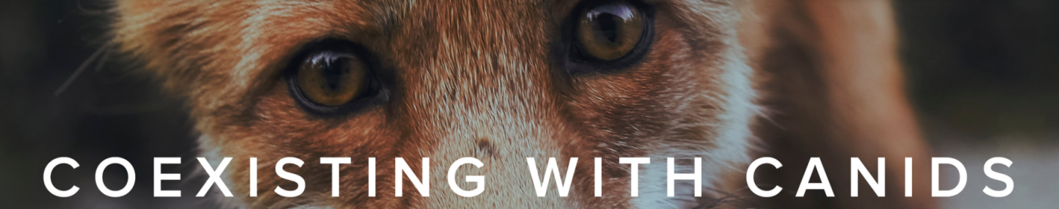 Coexisting with canids – Natural Resources Institute